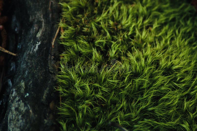 Macro Moss on tree stock photo. Image of tree, moss - 148368556