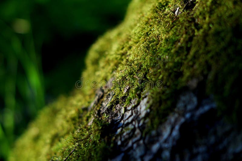 Macro moss on the tree stock image. Image of tree, green - 74331169