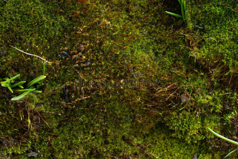 Macro Moss with Water Drops. Texture Stock Image - Image of leaf ...