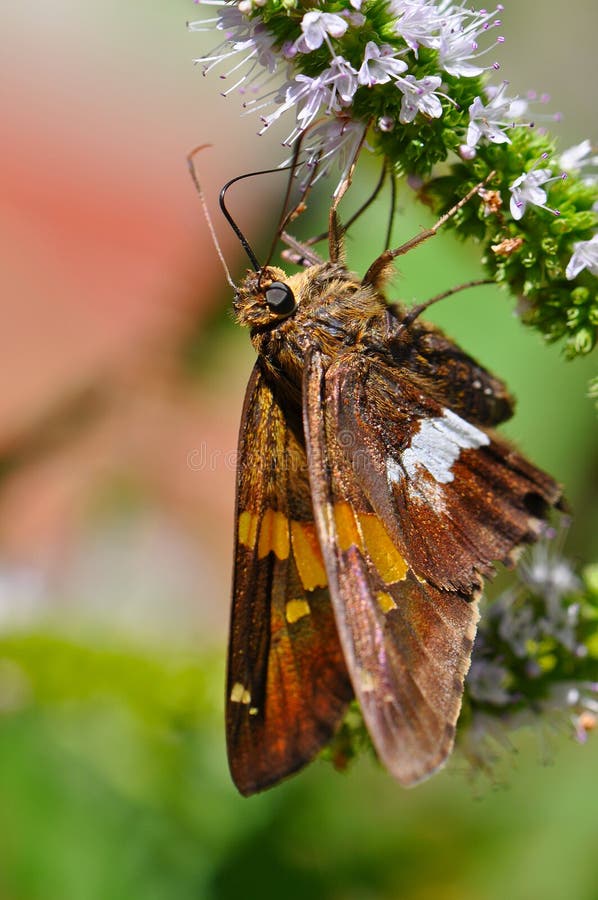 Macro moth stock photo. Image of closeup, blooming, colorful - 15979684