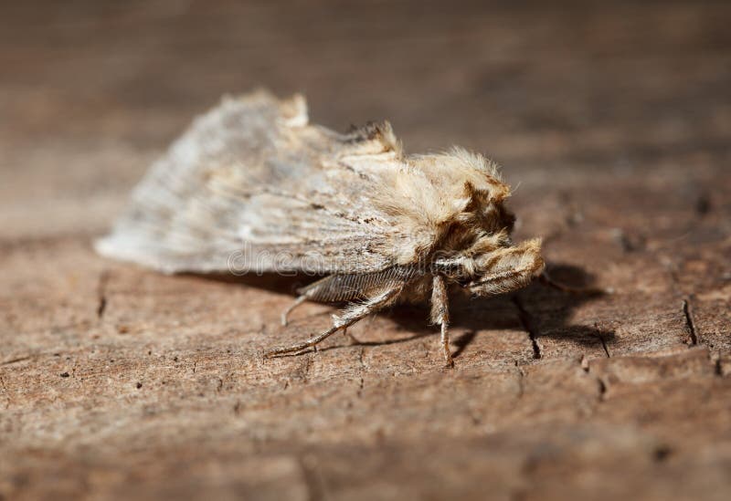 Macro of moth on wood stock image. Image of hairy, fuzz - 52205185
