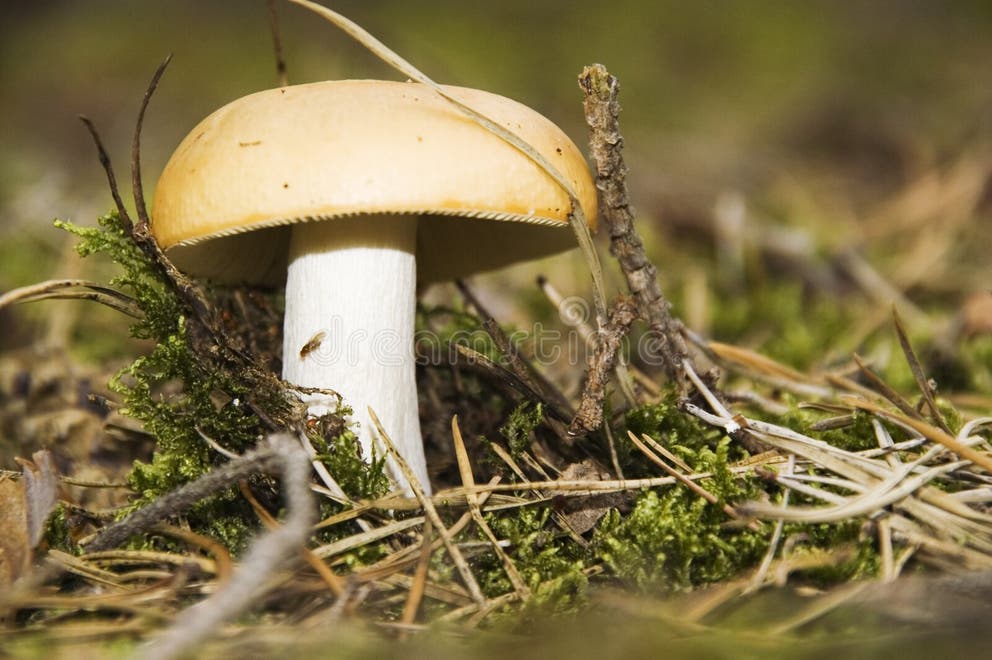 Macro mushroom stock photo. Image of ingredient, spore - 3191352