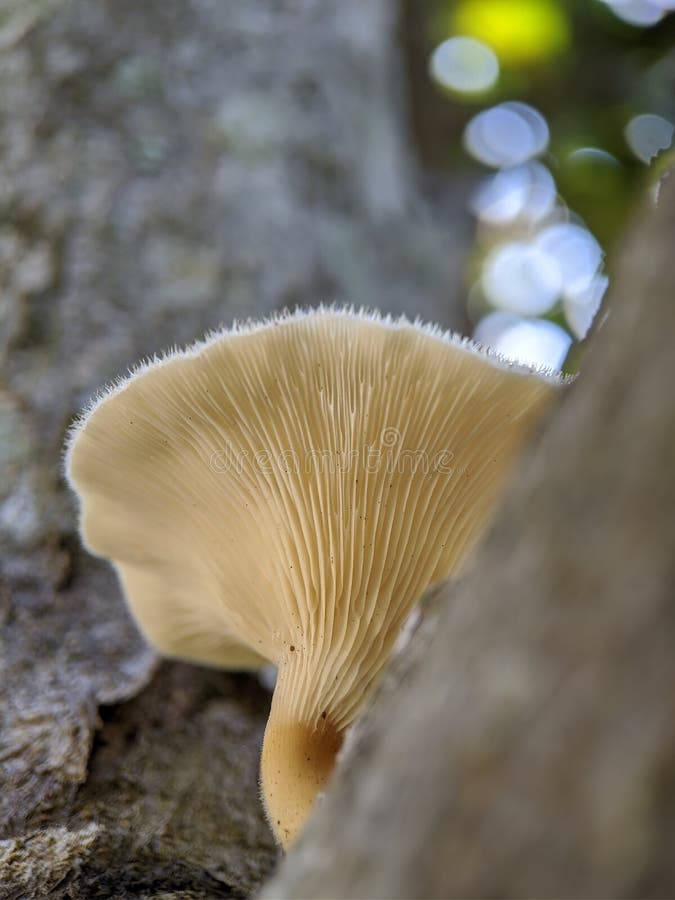 Macro of Mushroom Plant at the Garden Stock Image - Image of leaf ...