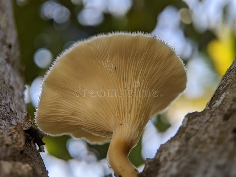 Macro of Mushroom Plant at the Garden Stock Image - Image of quail ...