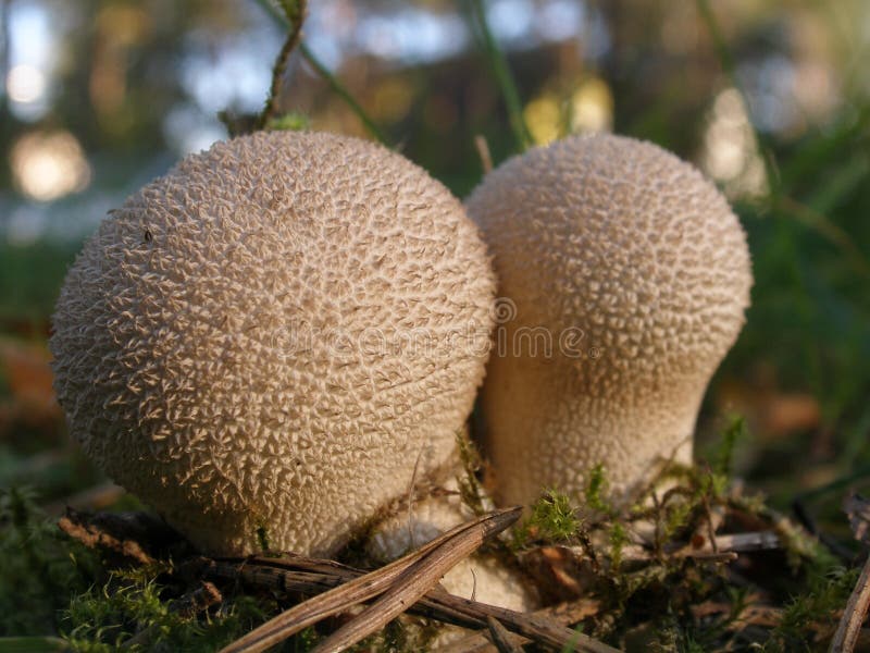 Macro Mushrooms Picture. Image: 1282470