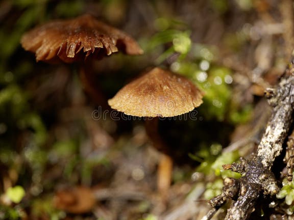 Macro of Mushrooms stock image. Image of country, health - 21986659