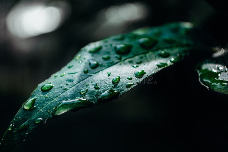 Macro Nature after Summer Rain Stock Image - Image of eecedil, fresh ...