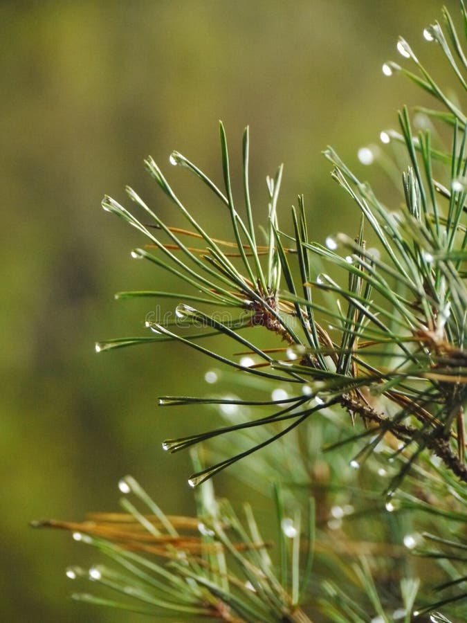Macro Needle Tree Water Drop Stock Photo - Image of season, branch ...