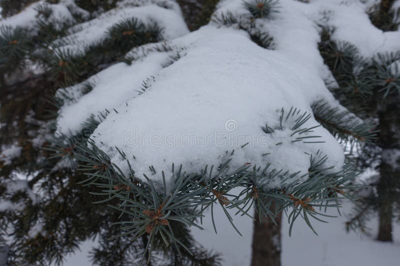 Macro of Needles of Blue Spruce Covered with Thick Snow in January ...