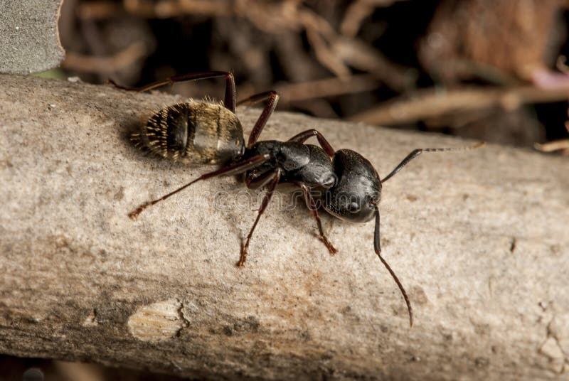 Larva Negra De La Hormiga (Lasius Niger) Foto de archivo - Imagen de ...