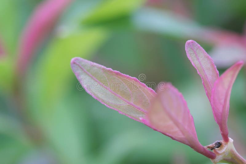Macro of New Plant Shoots Grow. Stock Photo - Image of environment ...