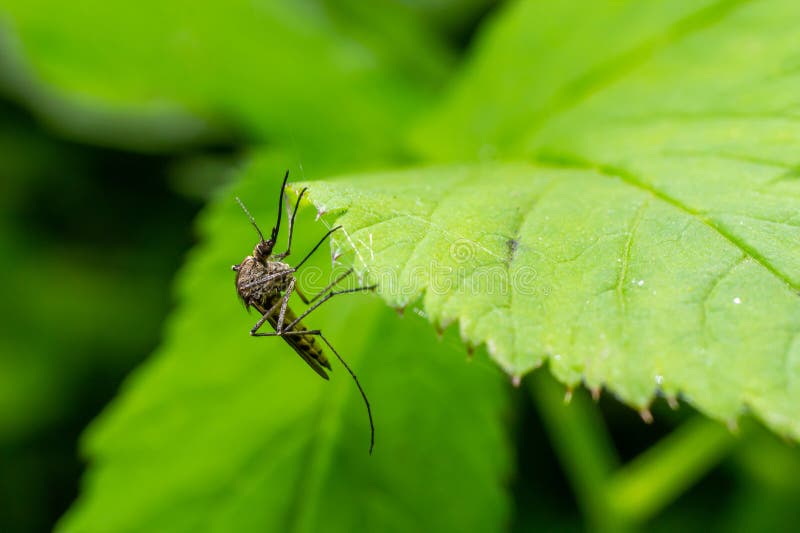 Macro Normal Female Mosquito Isolated on Green Leaf Stock Image - Image ...