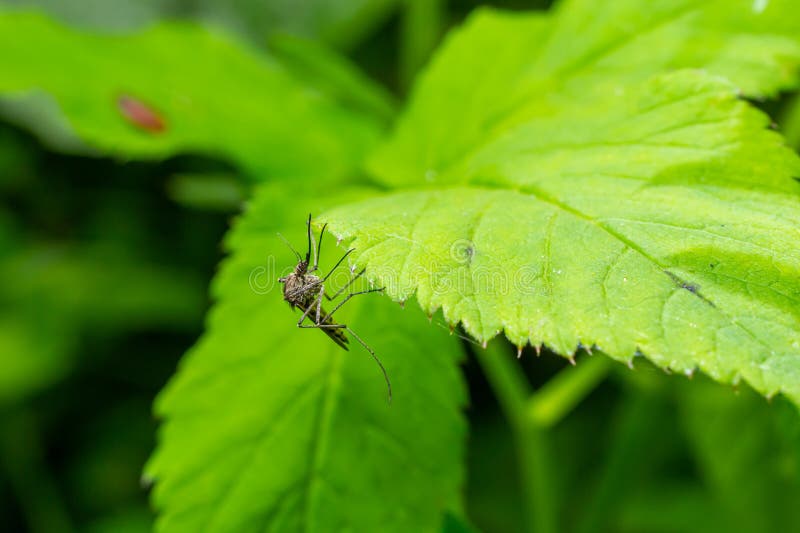 Macro Normal Female Mosquito Isolated on Green Leaf Stock Image - Image ...