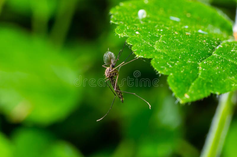 Macro Normal Female Mosquito Isolated on Green Leaf Stock Image - Image ...