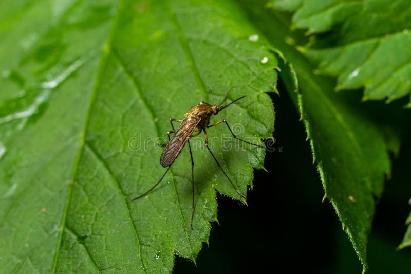 Macro Normal Female Mosquito Isolated on Green Leaf Stock Image - Image ...