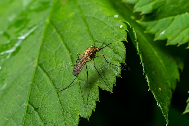 Macro Normal Female Mosquito Isolated on Green Leaf Stock Photo - Image ...