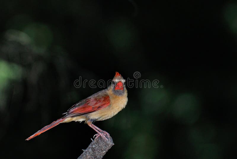 Macro of a Northern Cardinal on a Tree Branch Stock Photo - Image of ...
