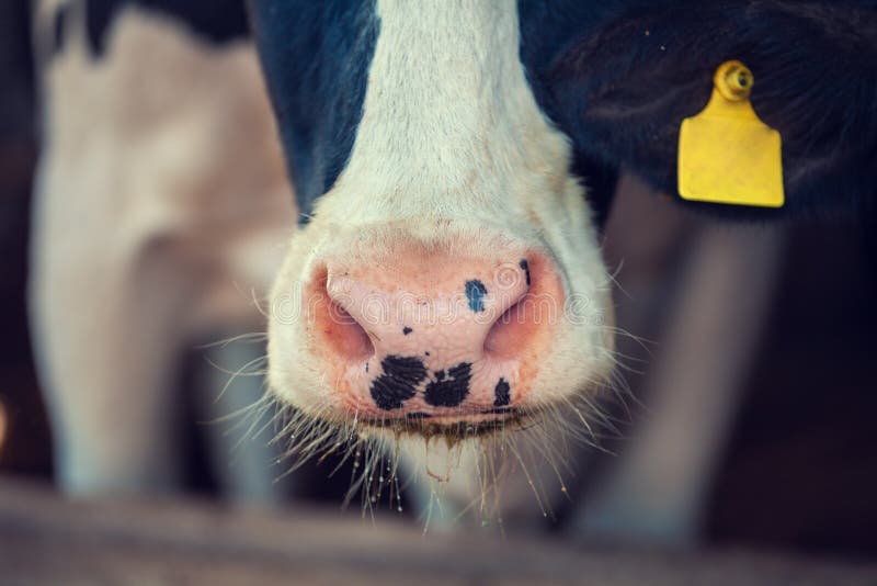 Nose of a cow on the farm stock image. Image of muzzle - 203462747