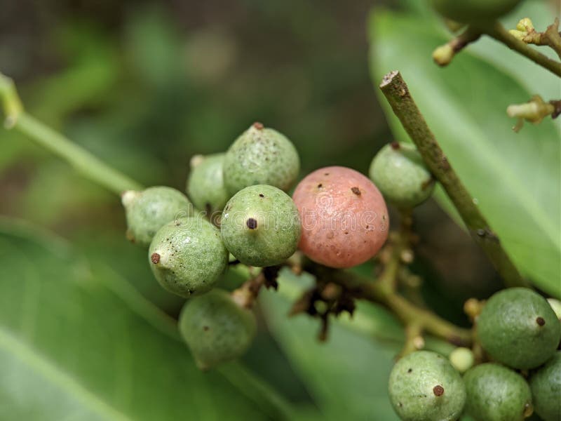 Macro of Oak Apple Fruit on the Tree Stock Photo - Image of macro, tree ...