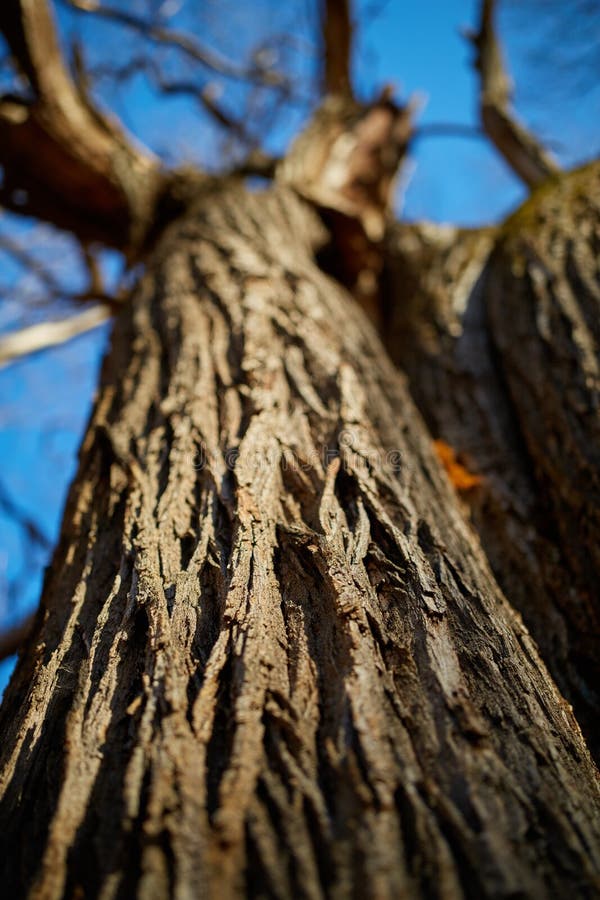 Macro on oak bark stock photo. Image of leaves, scene - 64772176
