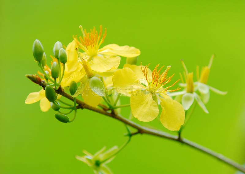 Macro a Ochna Integerrima Integerrima Branch Stock Photo - Image of ...