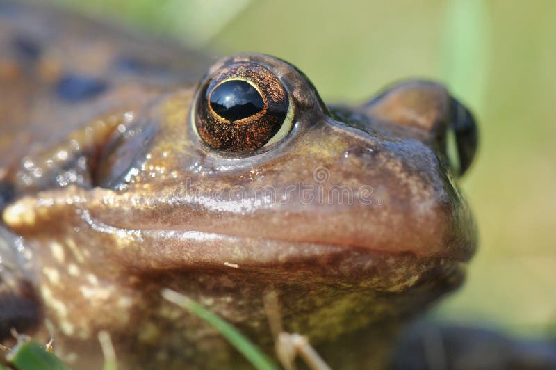 Macro oeil de grenouille image stock. Image of détail - 33220197