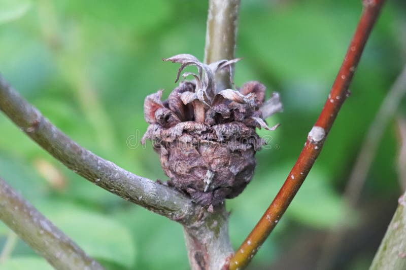 Macro of an Old Pinecone Willow Gall Midge Growth Stock Image - Image ...