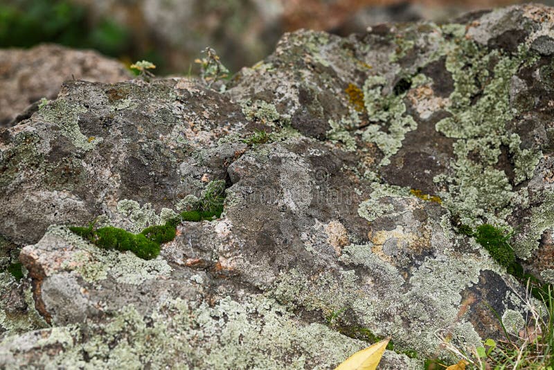 Macro with Old Stone and Lichen Pattern Stock Image - Image of natural ...