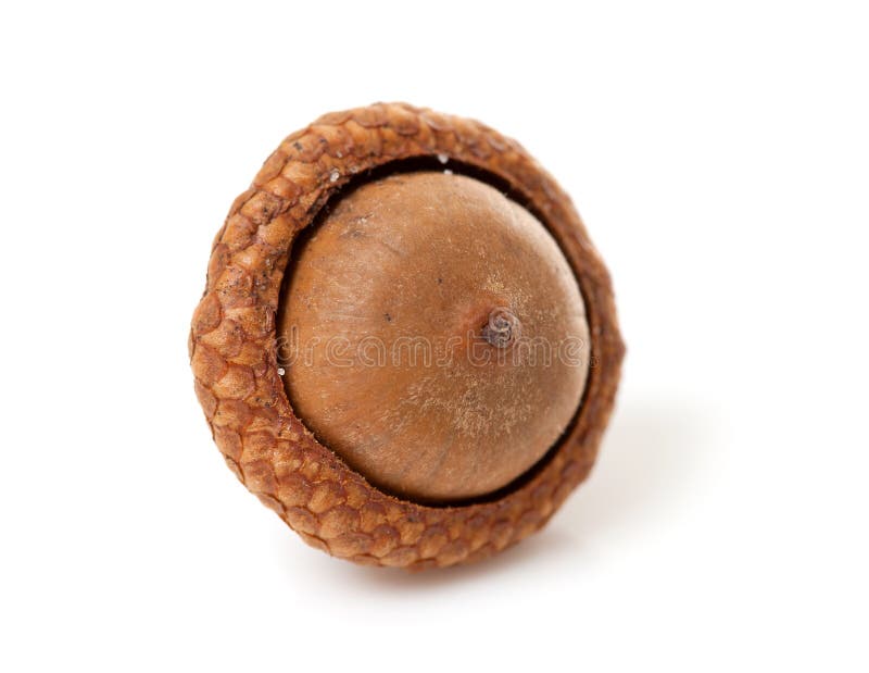 Macro of one acorn stock image. Image of fruits, nature - 18883773