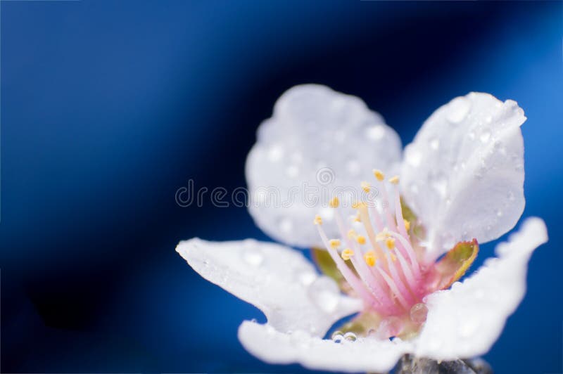 Macro of One White Pear Flower on Blue Dark Blured Background Stock ...