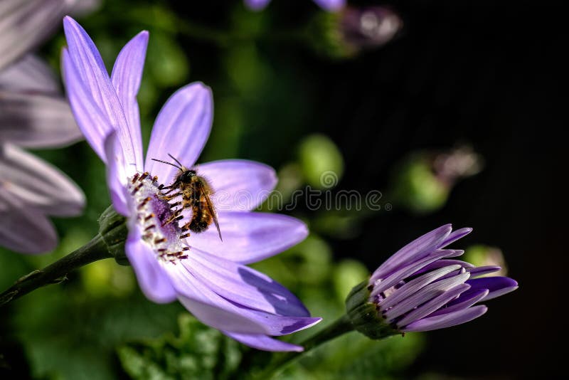 Recognizable Feelers Stock Photos - Free & Royalty-Free Stock Photos ...