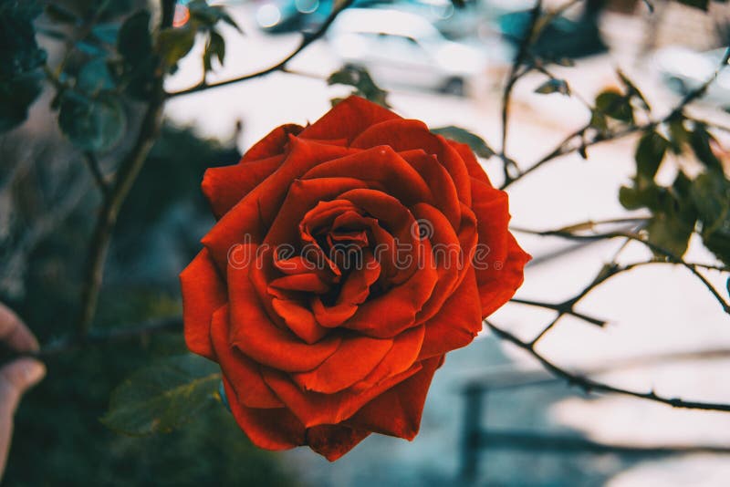 Macro of an open red rose stock photo. Image of edible - 208129754