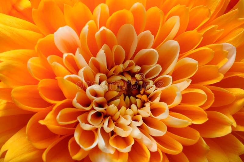 Macro of Orange Aster Flower Stock Image - Image of background, yellow ...