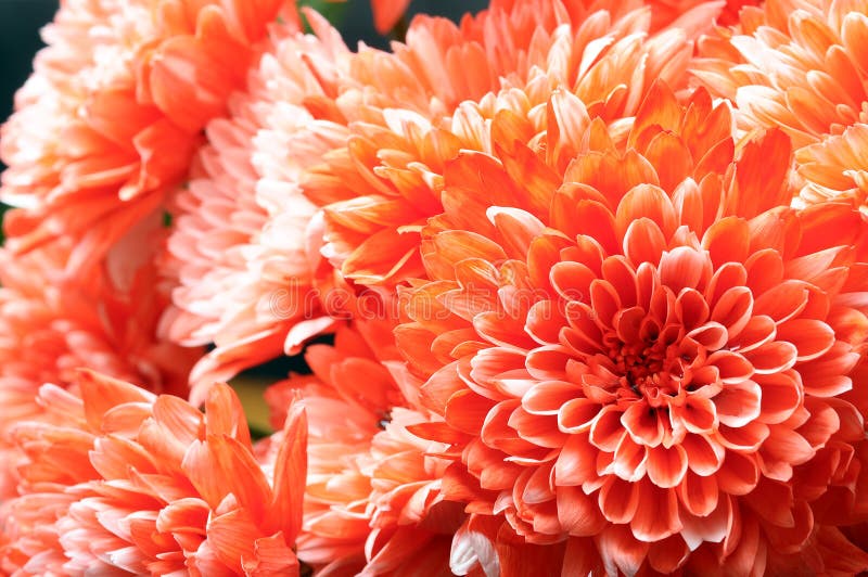 Macro of Orange Aster Flower Stock Image - Image of petal, background ...