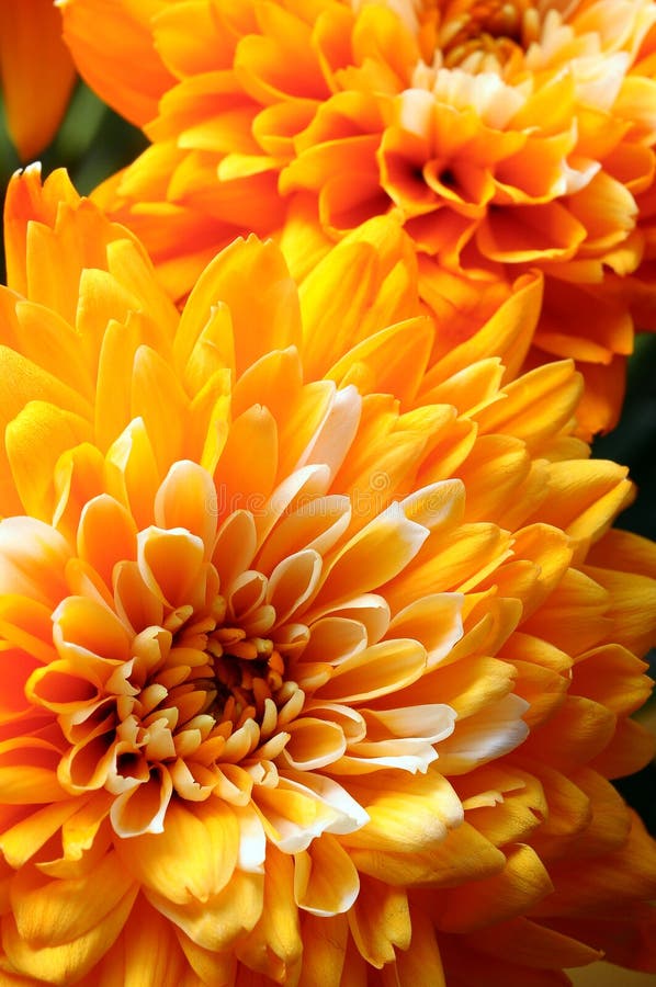 8,886 Orange Aster Photos - Free & Royalty-Free Stock Photos from ...