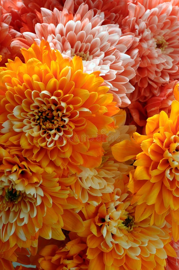 Macro of Orange Aster Flower Stock Image - Image of pink, close: 73071953