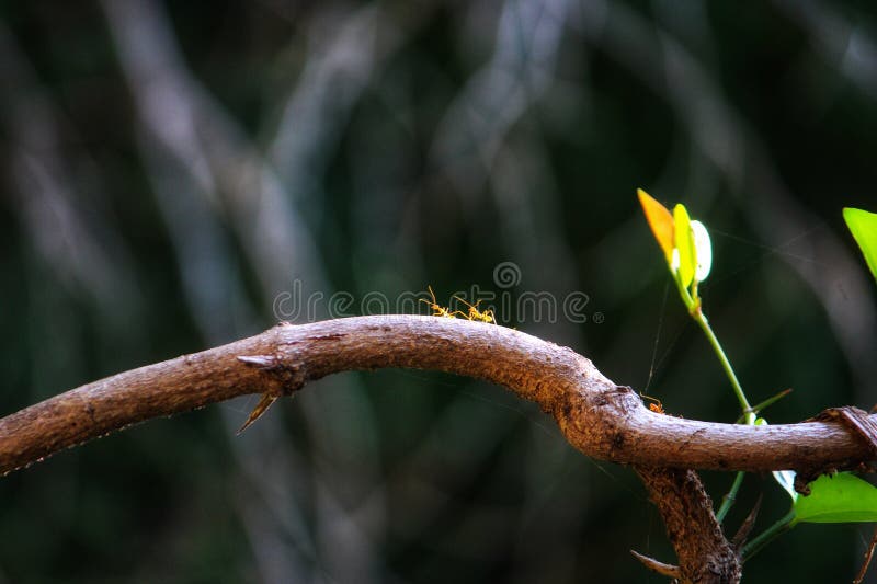 Macro of Orange Colour Ant on Tree Branch Stock Photo - Image of macro ...