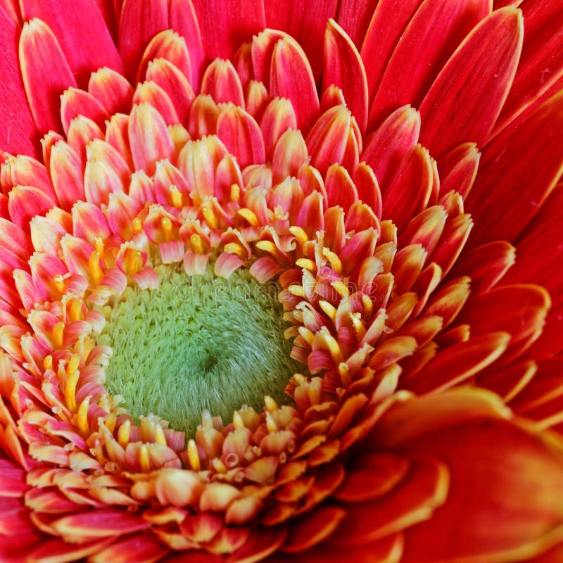 Macro of a Orange Gerbera Flower Stock Photo - Image of lovely, lily ...