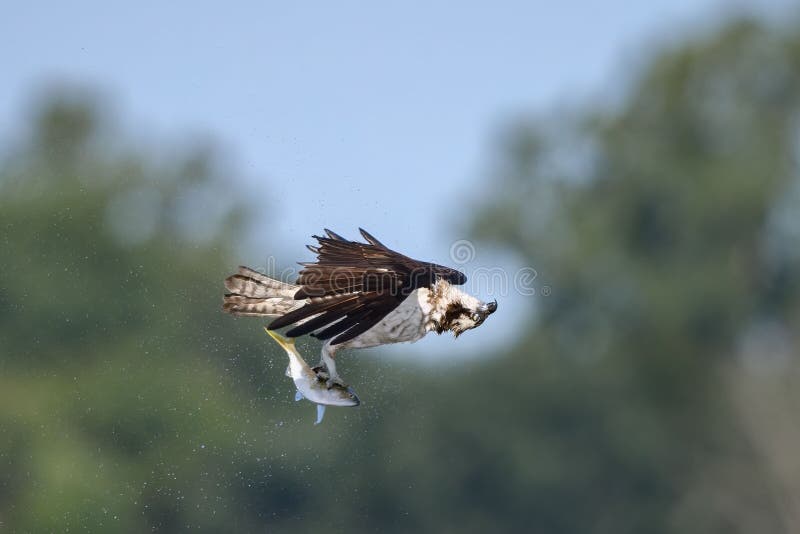 1,216 Osprey Claws Stock Photos - Free & Royalty-Free Stock Photos from ...