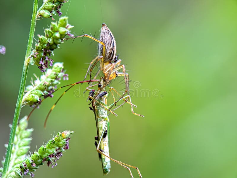 Oxyopidae spiders stock image. Image of invertebrate - 326944243