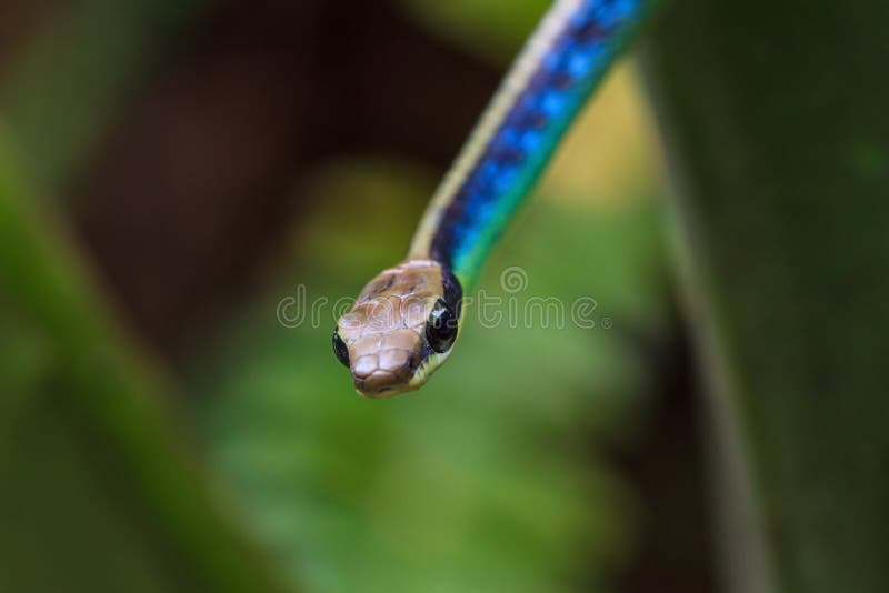 Macro of Painted Bronzeback Snake Stock Image - Image of hiss, forked ...