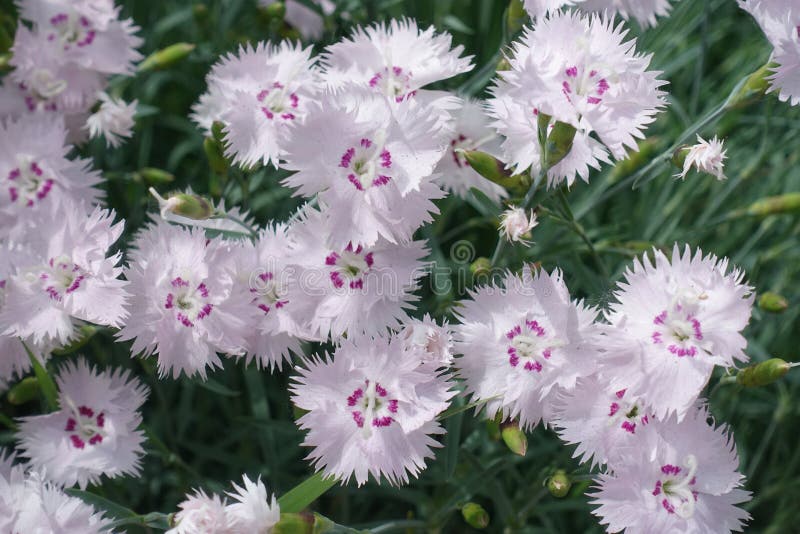 Macro of Pink Spotted Flowers of Dianthus Stock Image - Image of botany ...