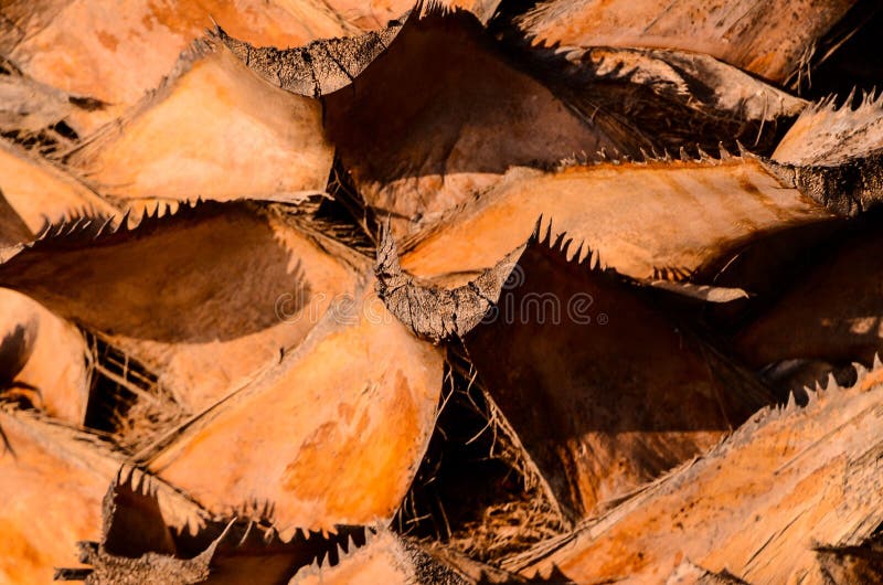Macro of a Palm Tree Trunk , Digital Photo Image Stock Photo - Image of ...