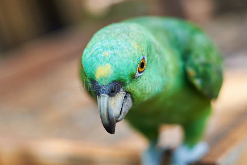 Macro of parrot green head stock photo. Image of fauna - 96367872