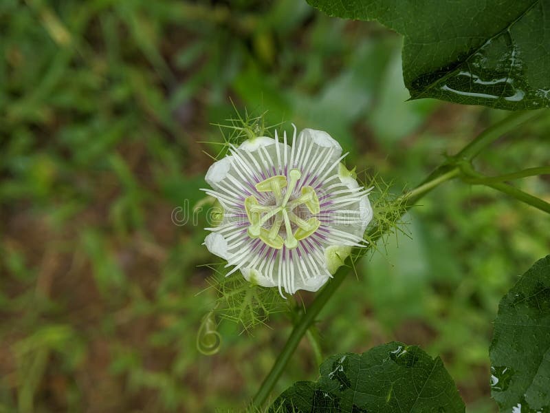 Macro of Passiflora Foetida Plant Stock Photo - Image of blossom, macro ...
