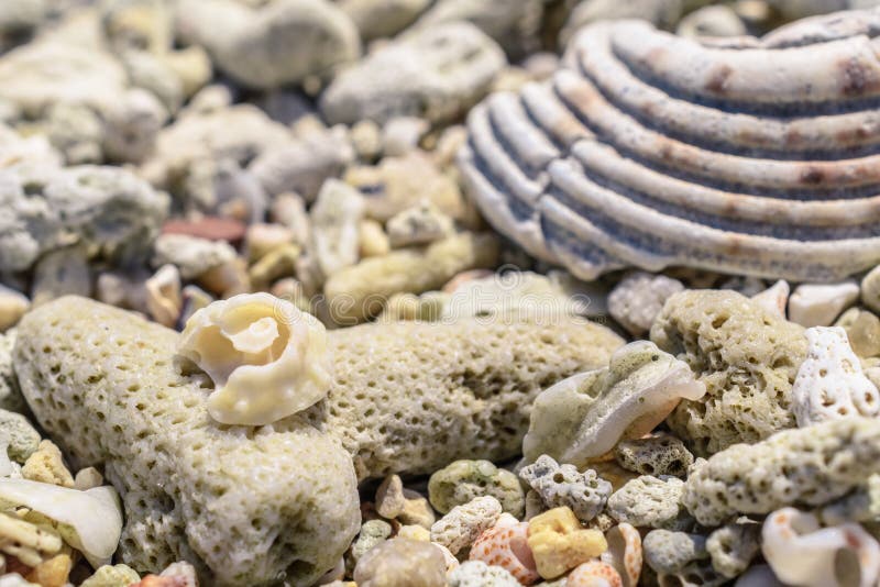 Macro Pattern from Pieces of Shells and Corals on the Beach Stock Photo ...