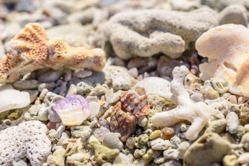 Macro Pattern from Pieces of Shells and Corals on the Beach Stock Photo ...