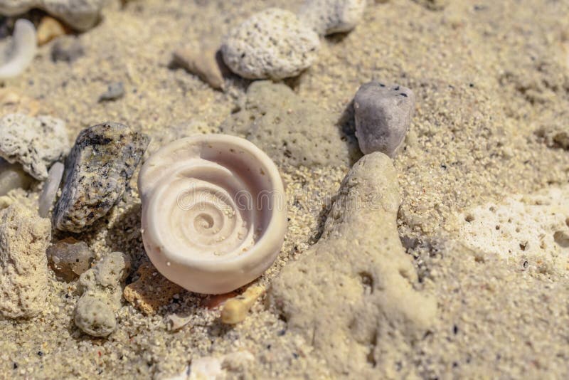 Macro Pattern from Pieces of Shells and Corals on the Beach Stock Image ...