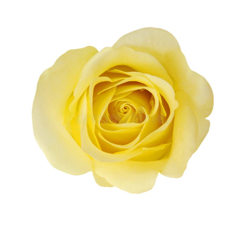 Beautiful Yellow Rose Flower Isolated on White Stock Image - Image of ...