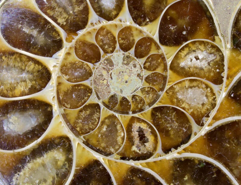 Macro of Petrified, Crystallized Shell Stock Image - Image of macro ...